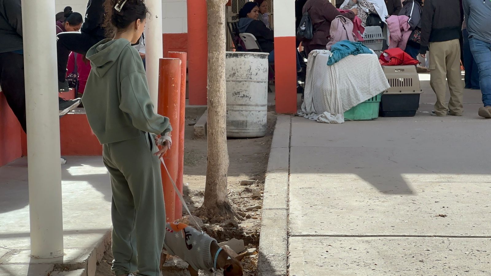 Perrito Max cambia su vida al llegar a un nuevo hogar - INFOSON